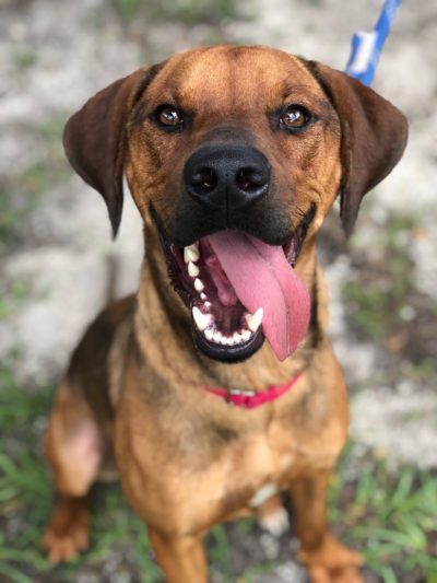 This Rhodesian Ridgeback-Mix Puppy is Searching for His Forever Family ...