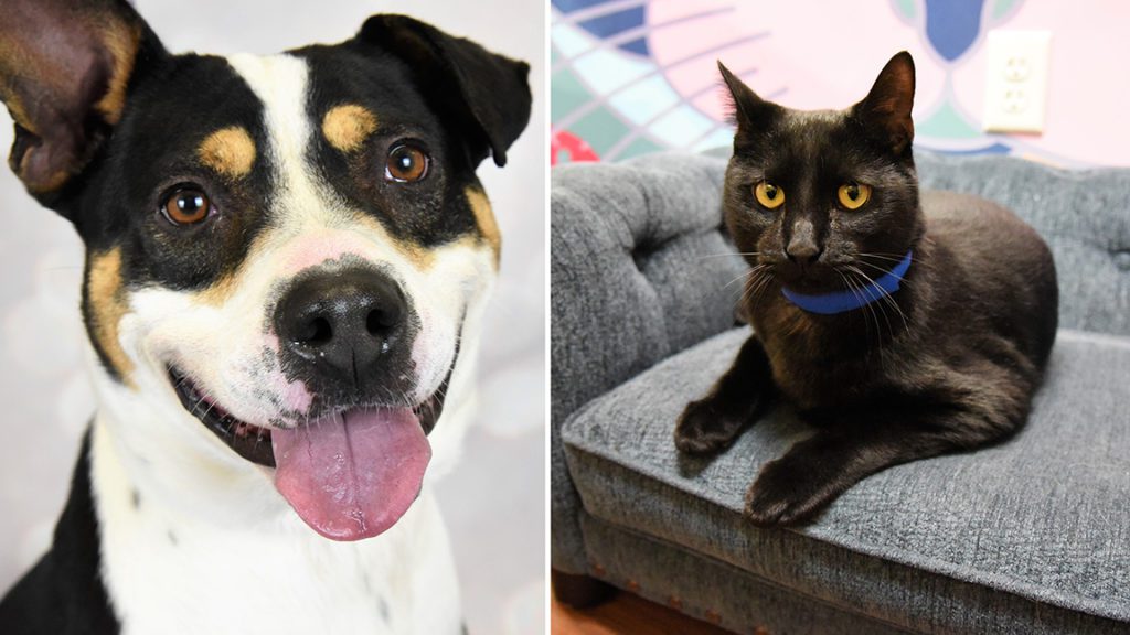 Pets of the Week: Bruce, Nelda and Shadow Are Ready to Be Part of Your ...