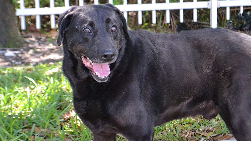 Dog of the Week: 5-Year-Old Lab-Mix Looking for a New Home - Coral ...